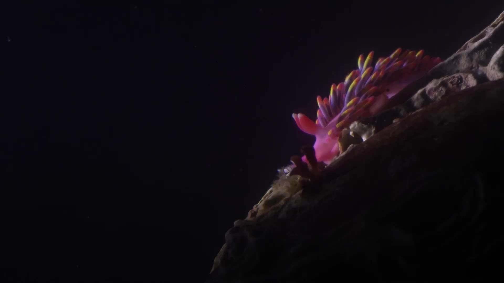 UK rockpool stars preview | Marine Conservation Society