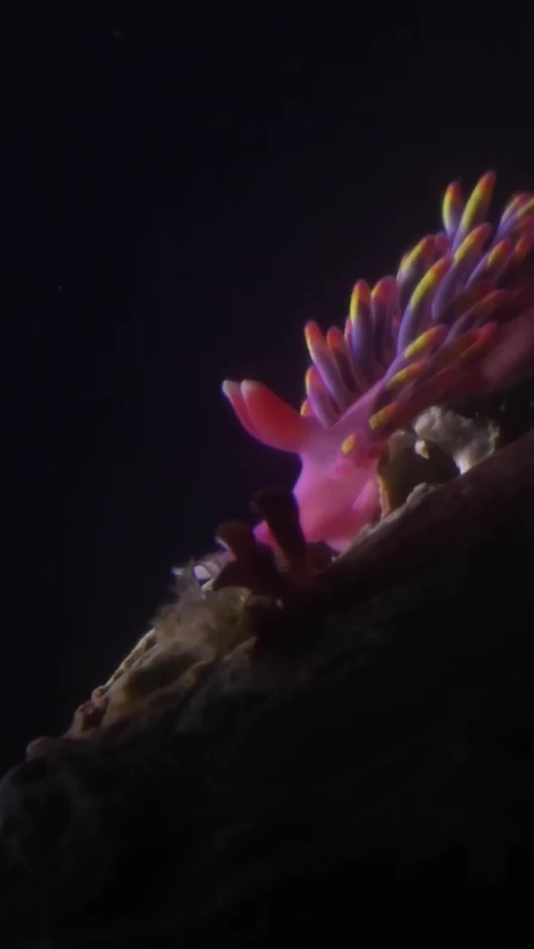 UK rockpool stars preview | Marine Conservation Society
