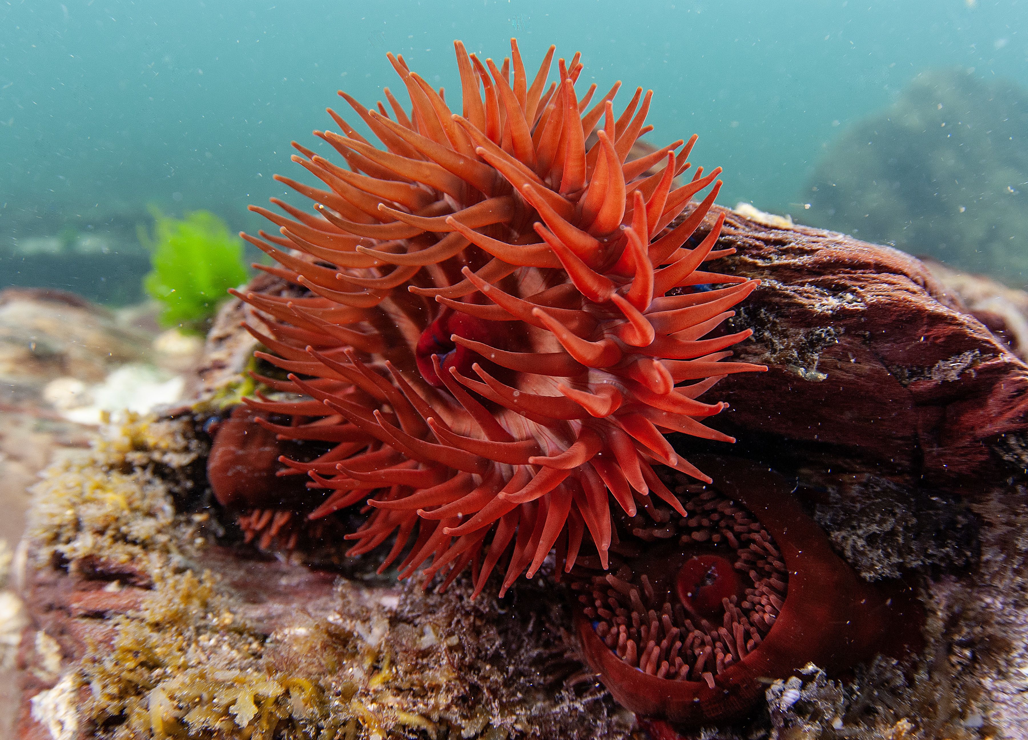 UK rockpool stars preview | Marine Conservation Society